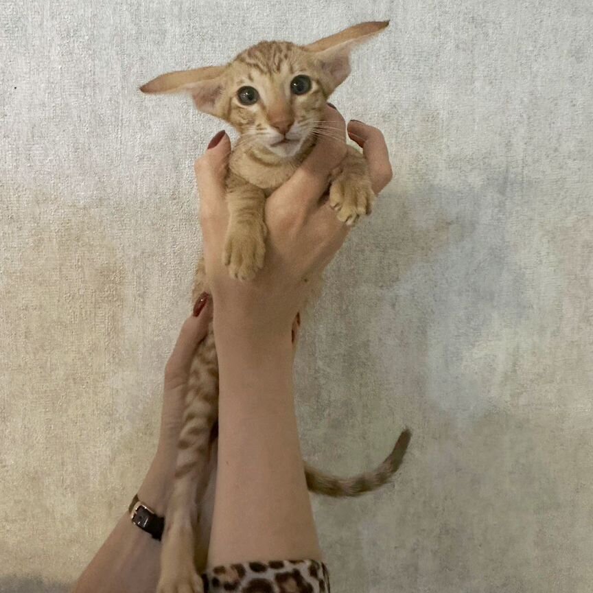 Ориентальная кошечка