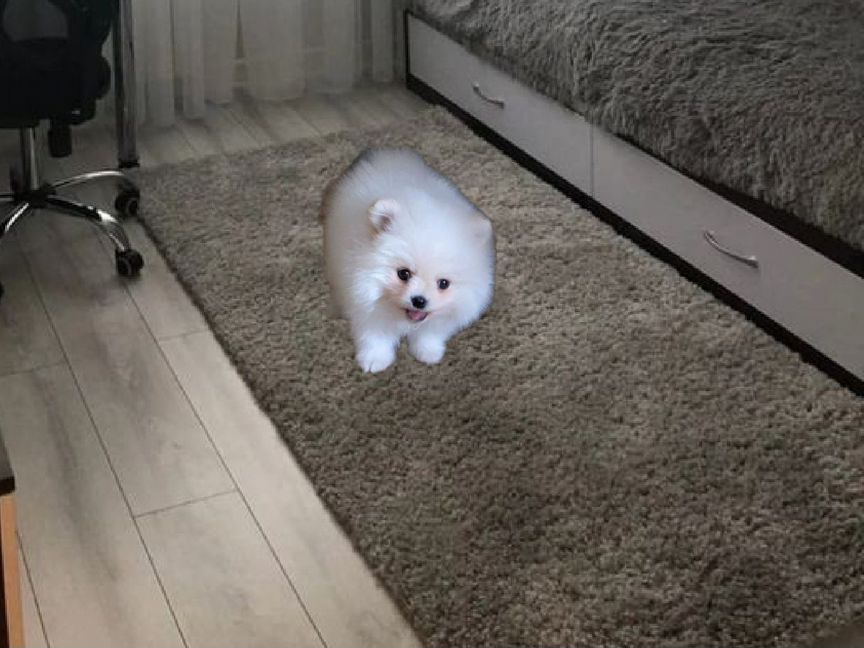 Щенки щпиц мини