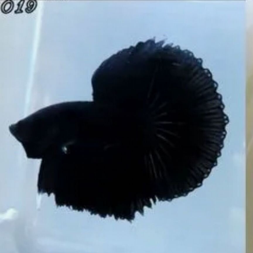 Аквариумные рыбки