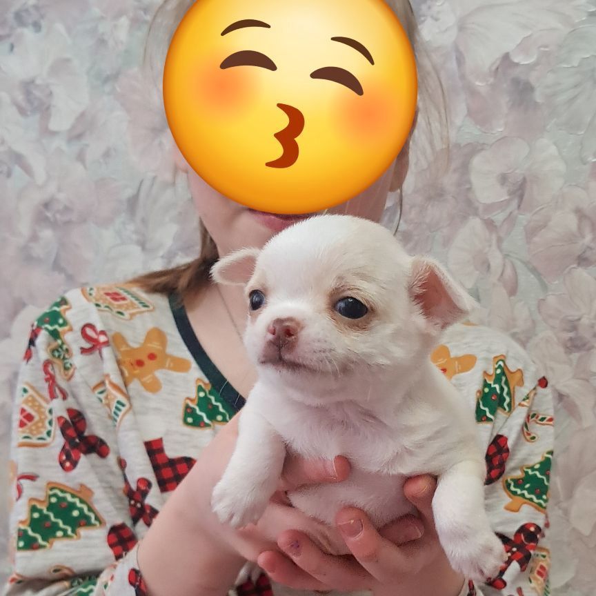 Мини чихуашка