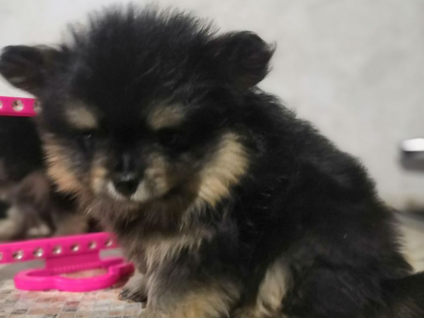 Немецкий шпиц