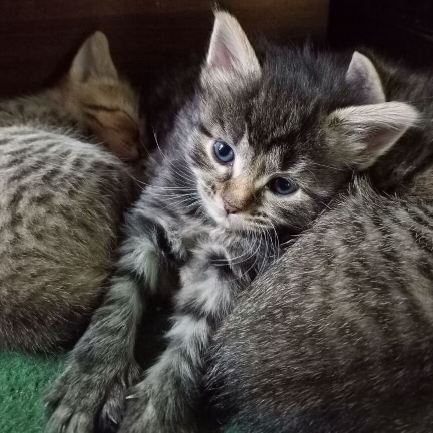 Котята классический табби