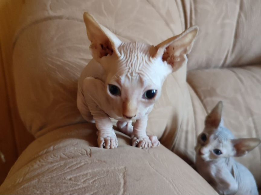 Донской сфинкс котята