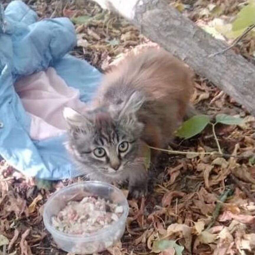 Котенок