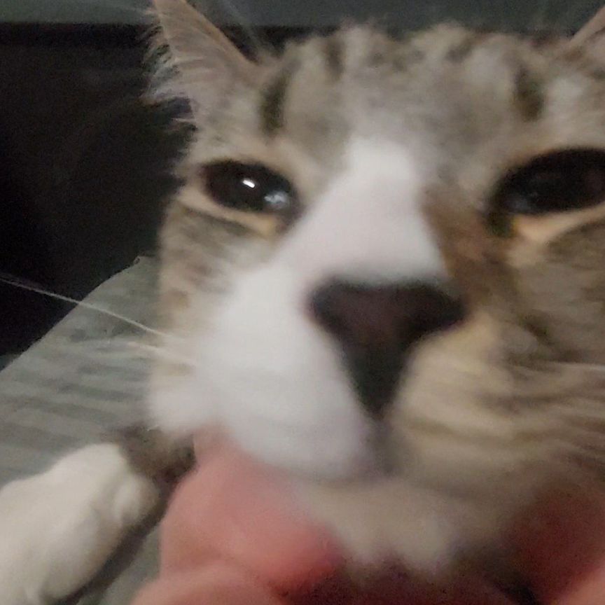 Кот мазик хочет домой