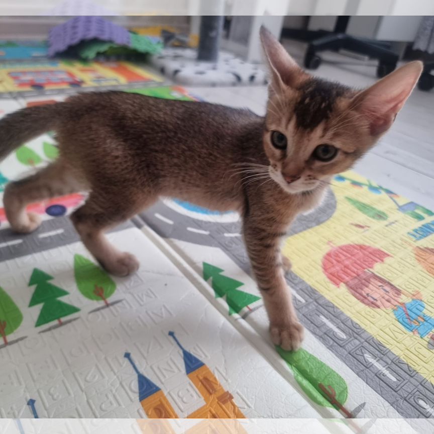 Абиссинский котёнок
