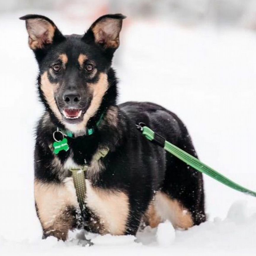 Взрослая собака в добрые руки