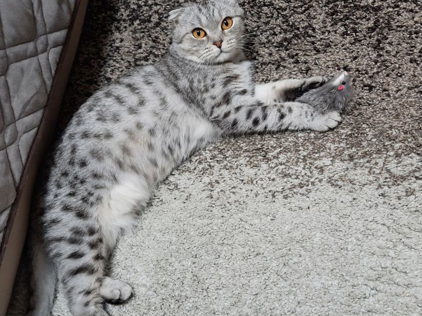 Красавица Рыся ищет самые добрые ручки