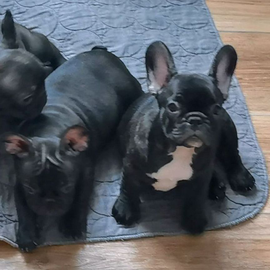 Французский бульдог, щенок