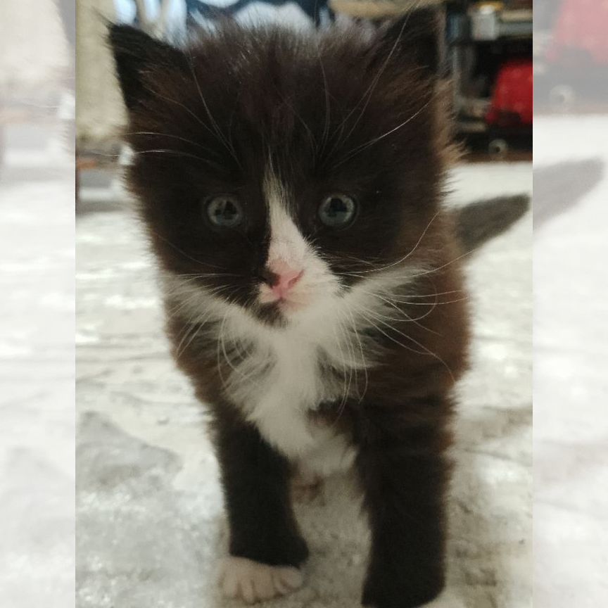 Котенок девочка