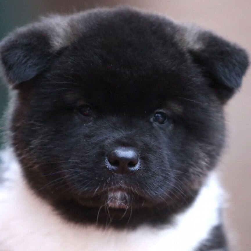 Американская акита, щенок