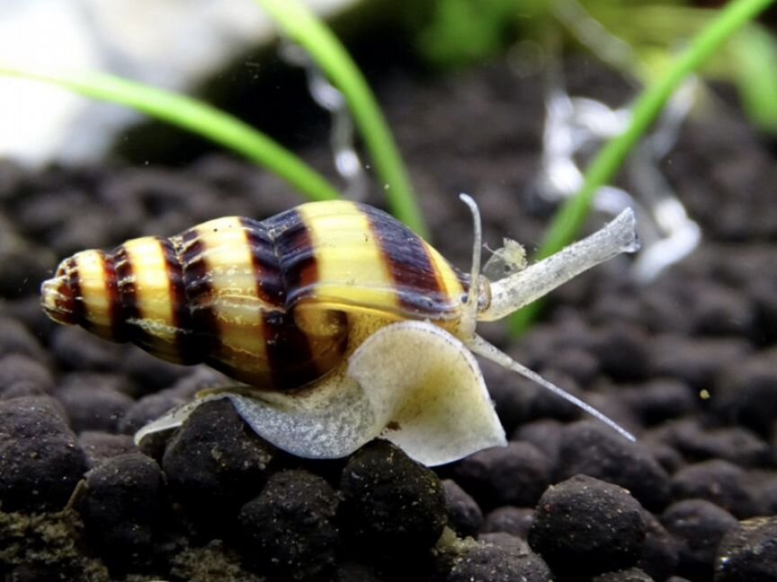 Улитка Хелена