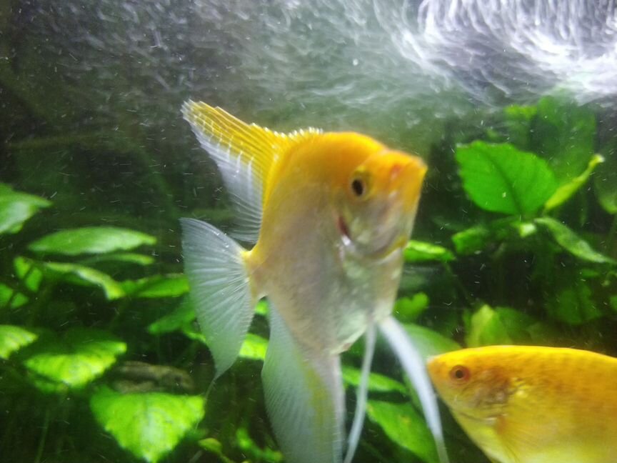 Отдам сколярию