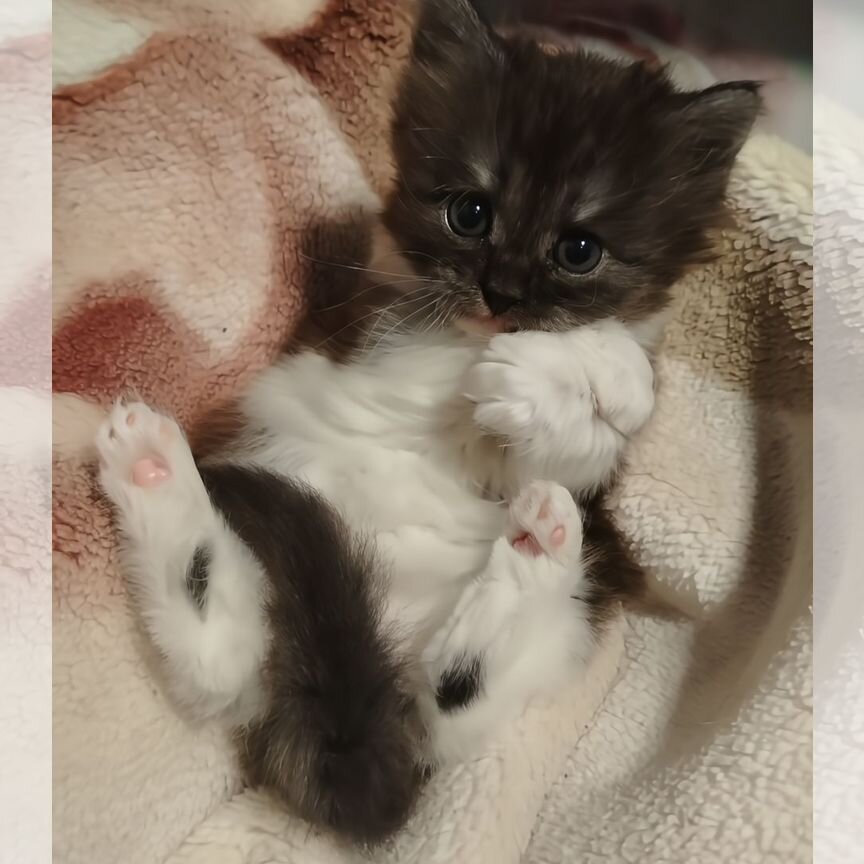 Котёнок в добрые руки