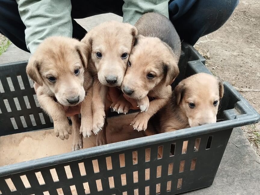 Щенки русской гончей