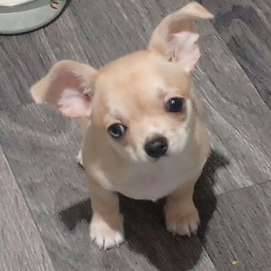 Чихуахуа, щенок