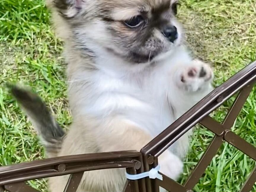 Щенки чихуахуа мальчик