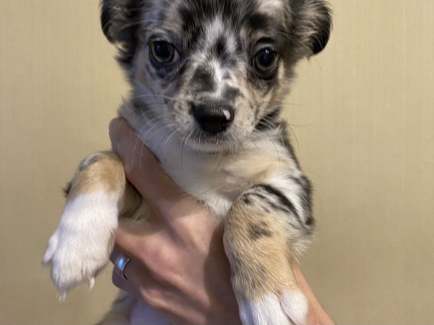 Чихуахуа мальчишка