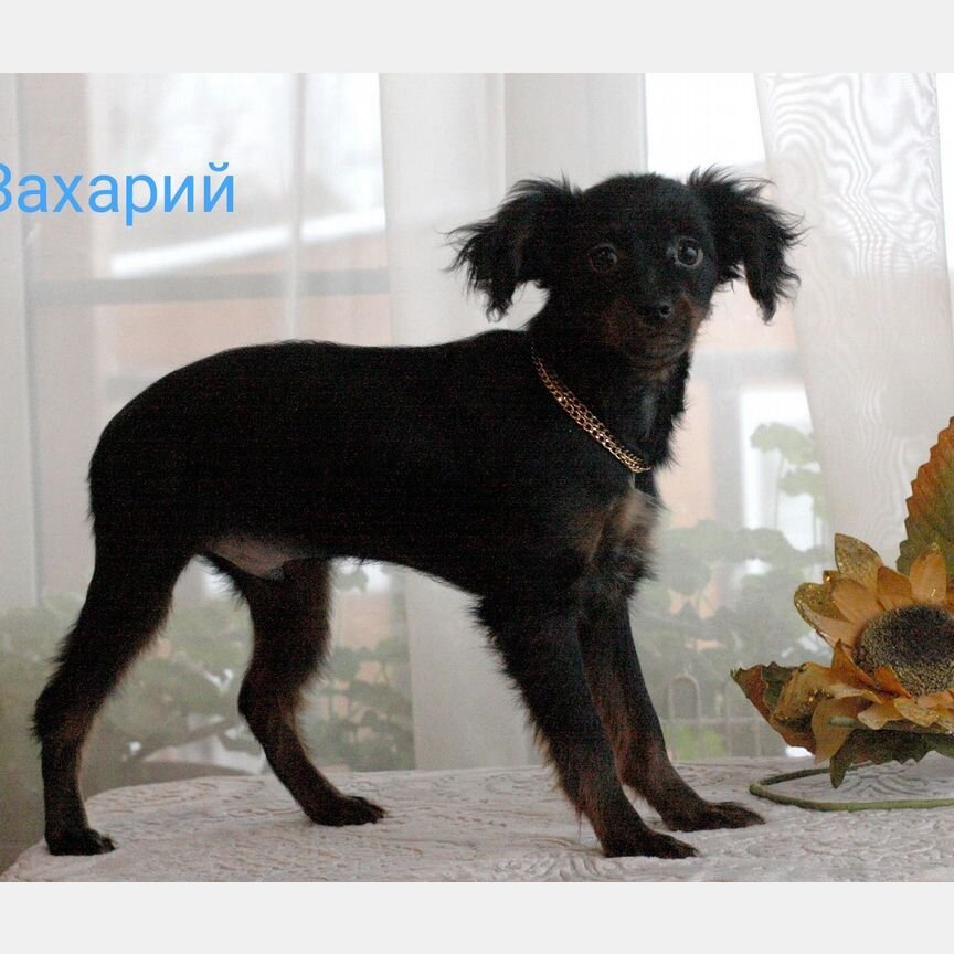 Мальчик Захарий