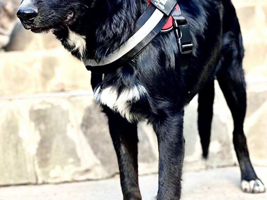 Красивый парень ищет дом