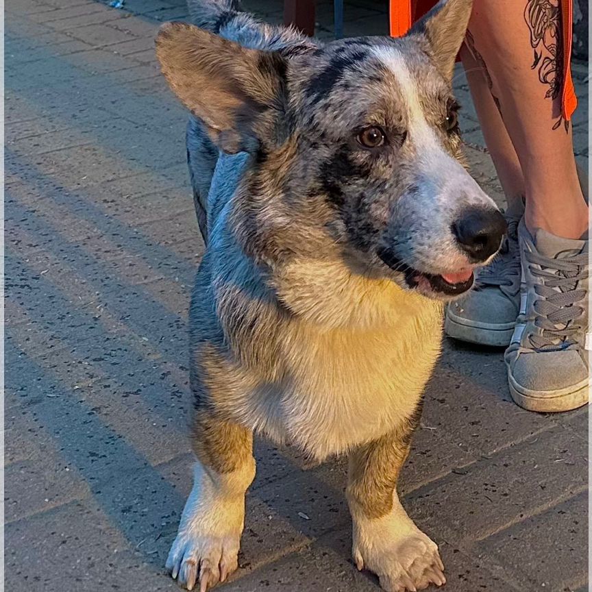 Вельш Корги Кардиган, взрослый пёс