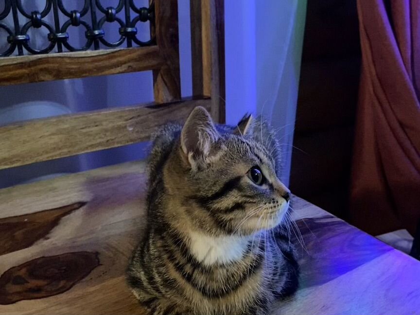 Котенок в добрые руки