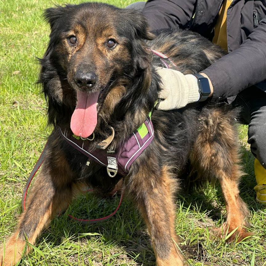 Брауни ещё надеется найти дом