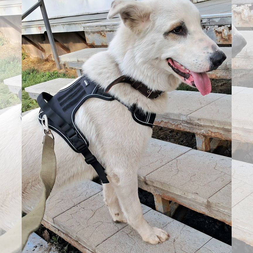 Шлейка для крупных собак