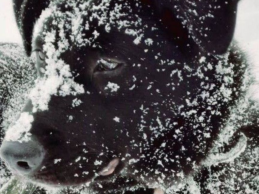 Добрая ласковая собака пёс подросток в добрые руки