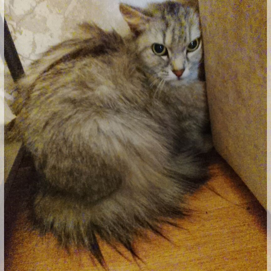 Взрослая, кошка в добрые руки