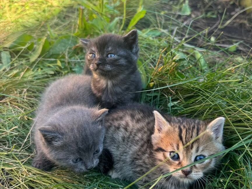 Британские котята