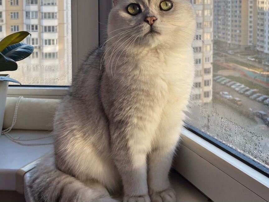 Отдам в хорошие руки кота