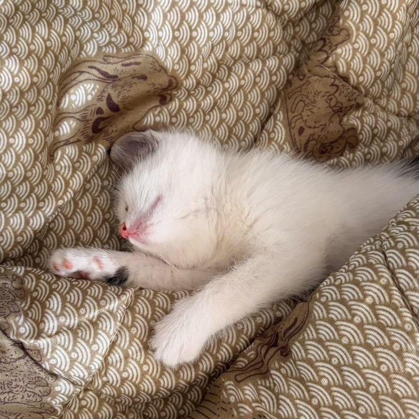 Котик в добрые руки