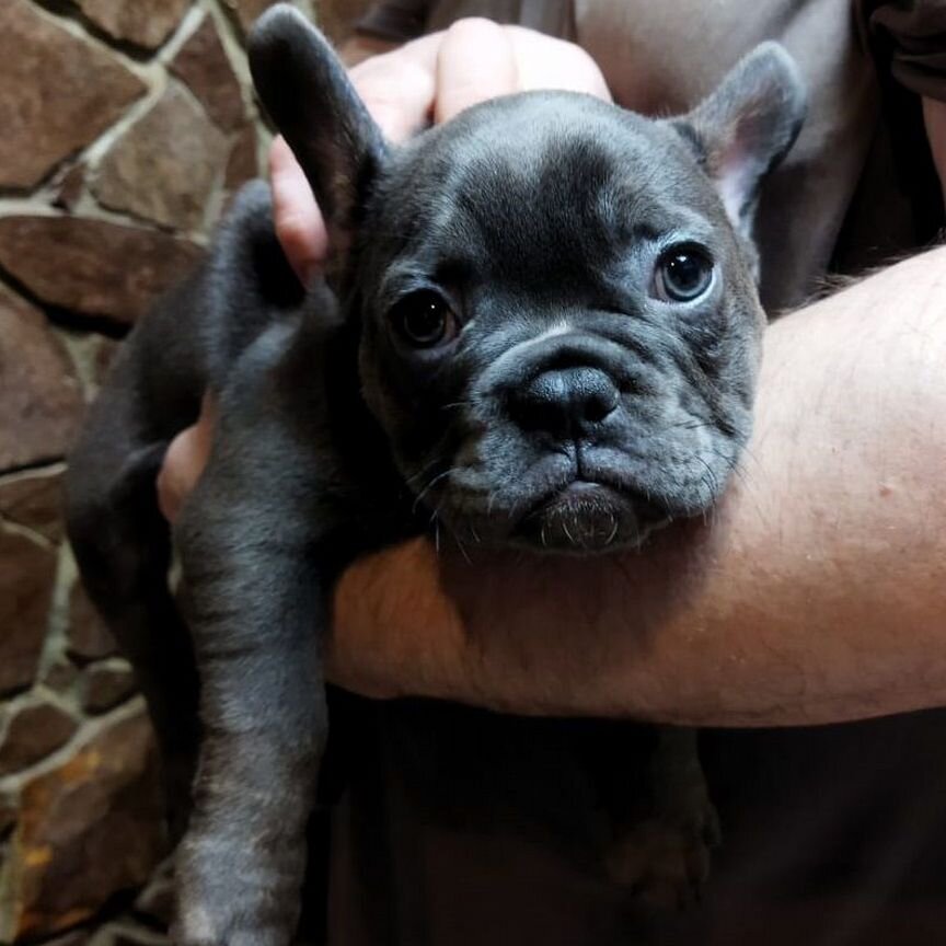 Щенок бульдог