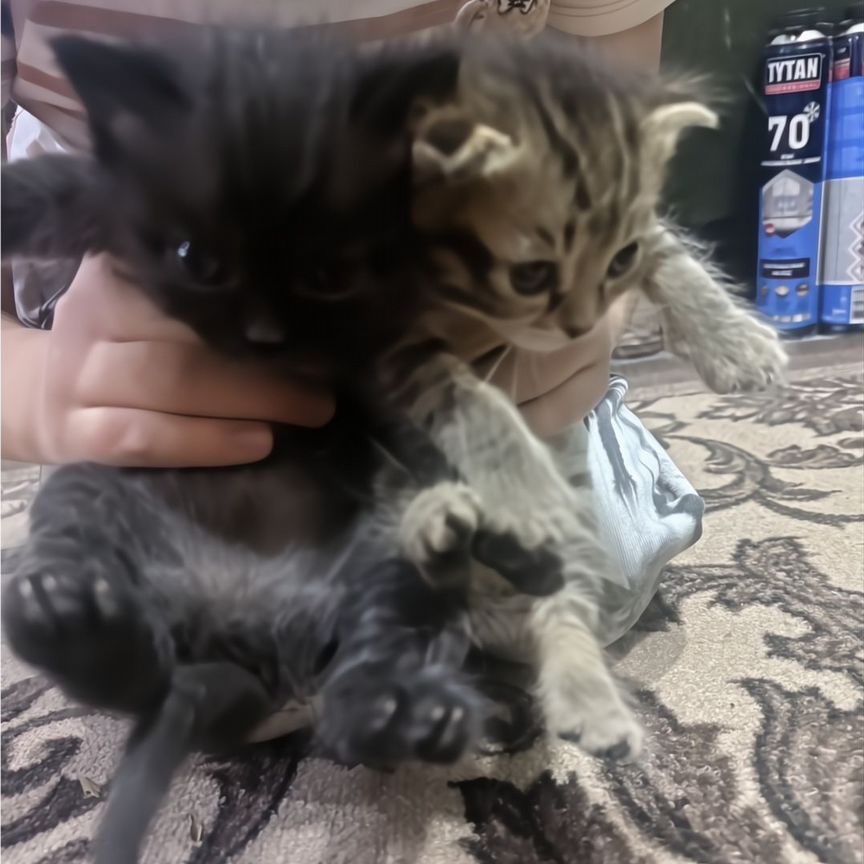 Котёнок в добрые руки