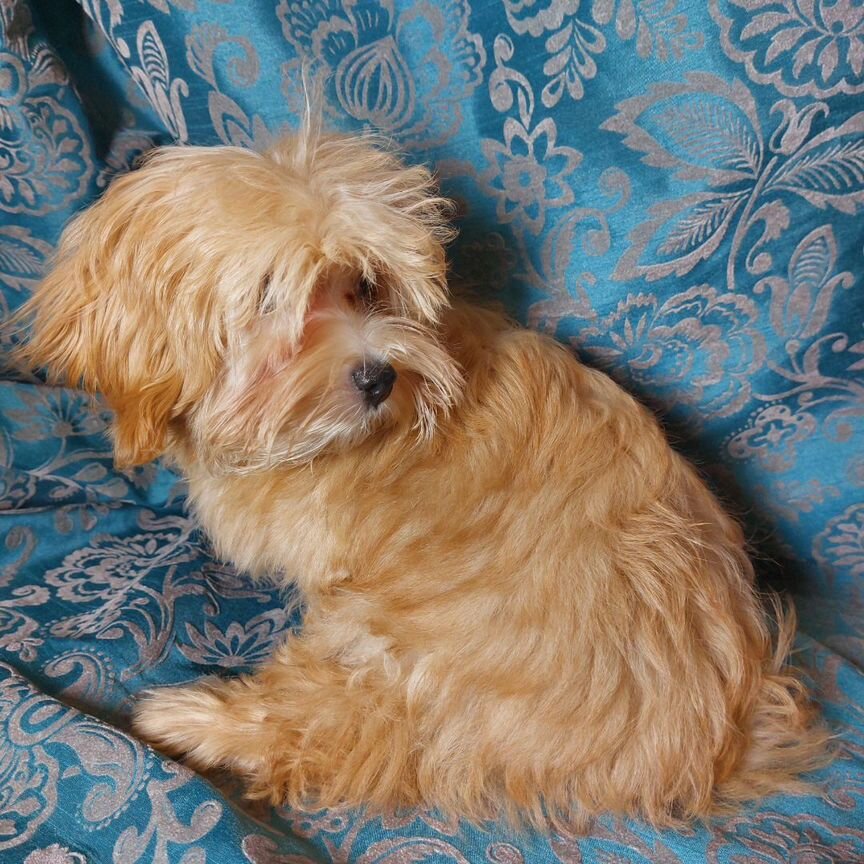 Мальтипу f1 mini девочка