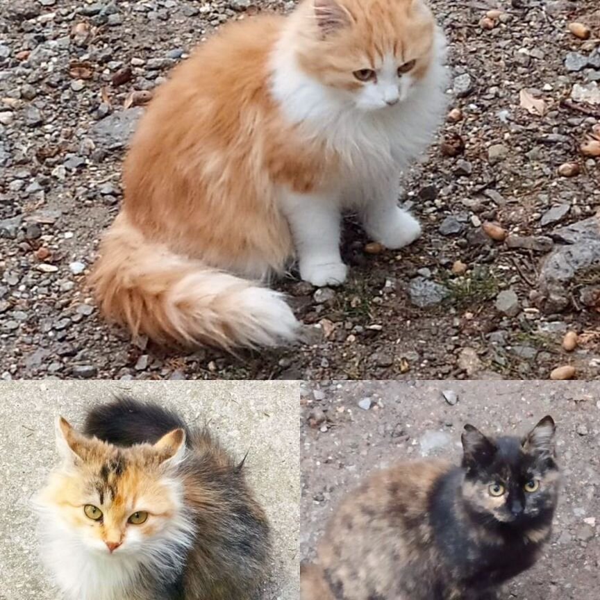 Котята ищут добрые руки