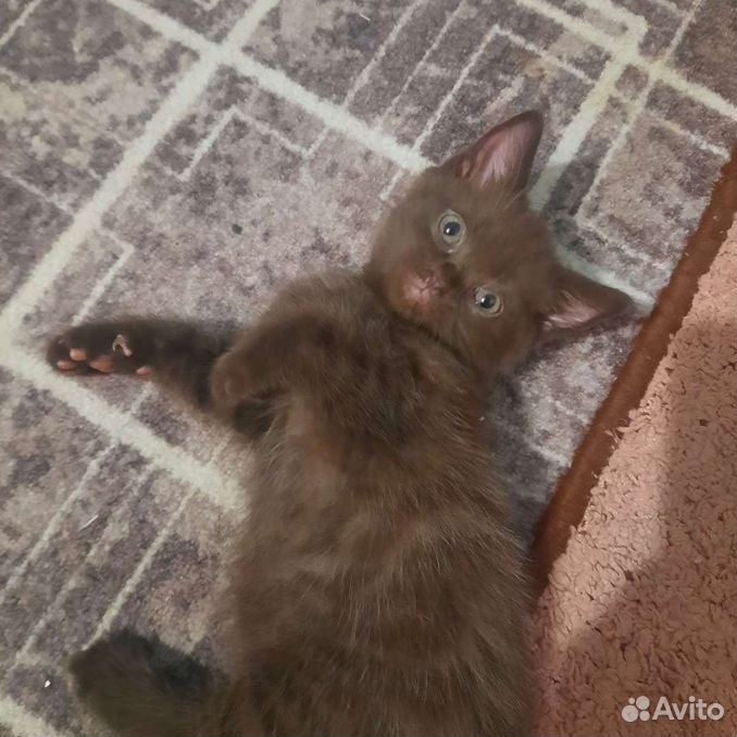 Британский шоколадный котик