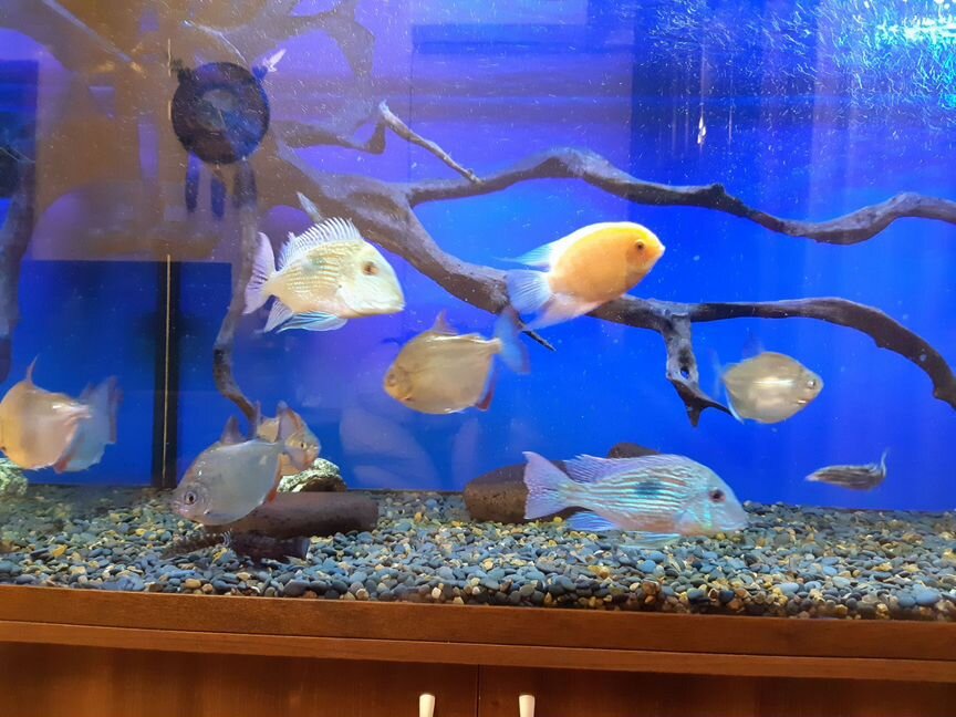 Стая метинисов