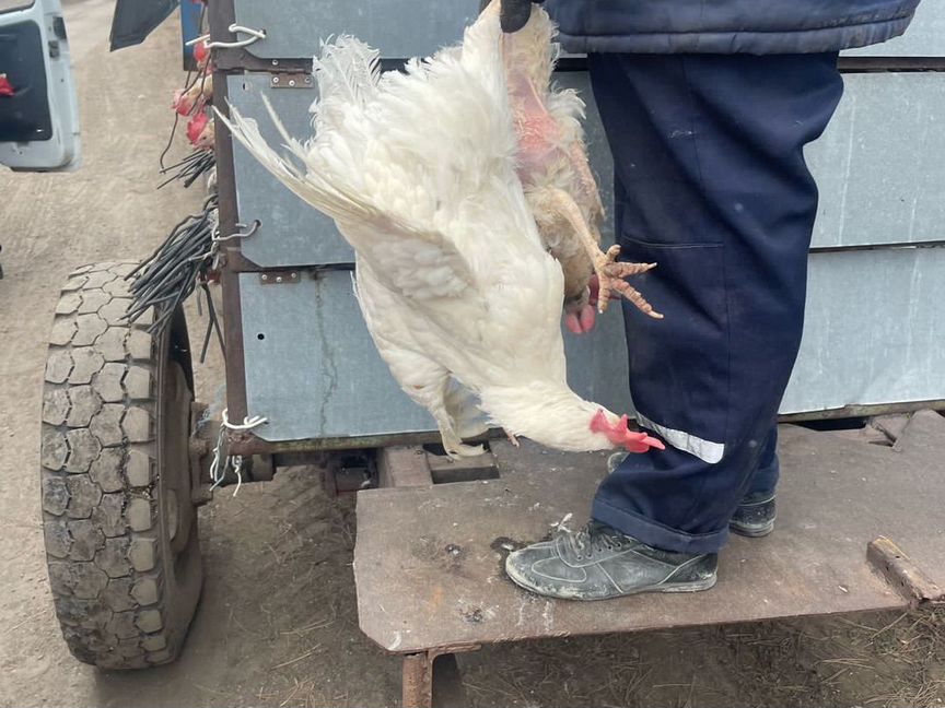 Несушка старка