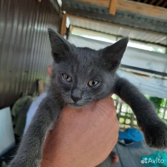 Котята дворняжки