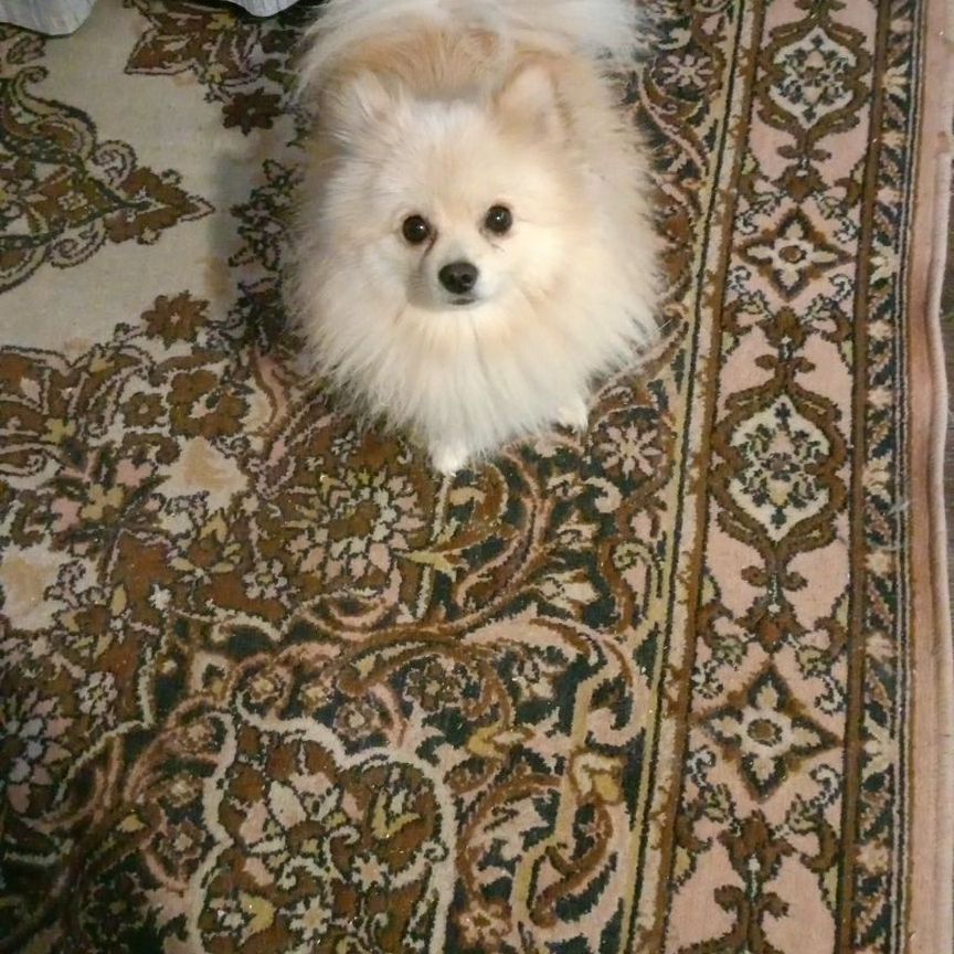 Померанский шпиц мини вязка мальчик