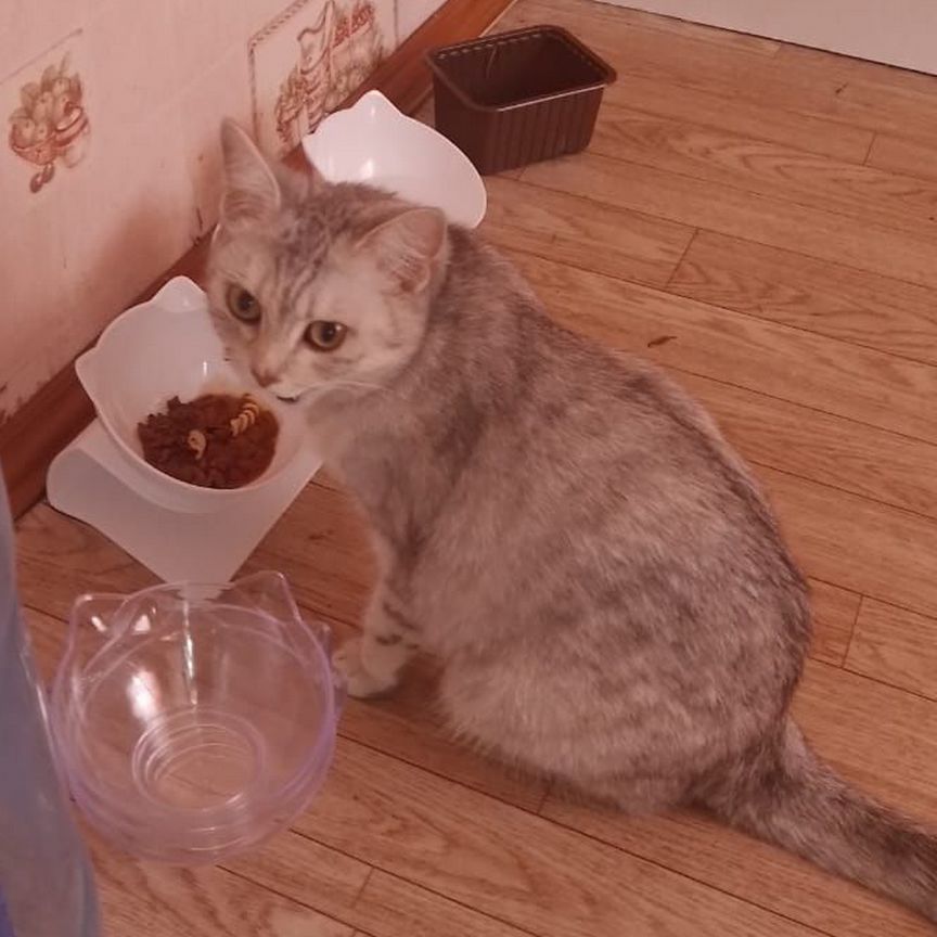 Британский короткошёрстный котёнок