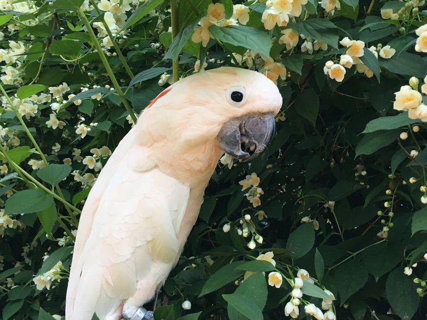 Попугай какаду