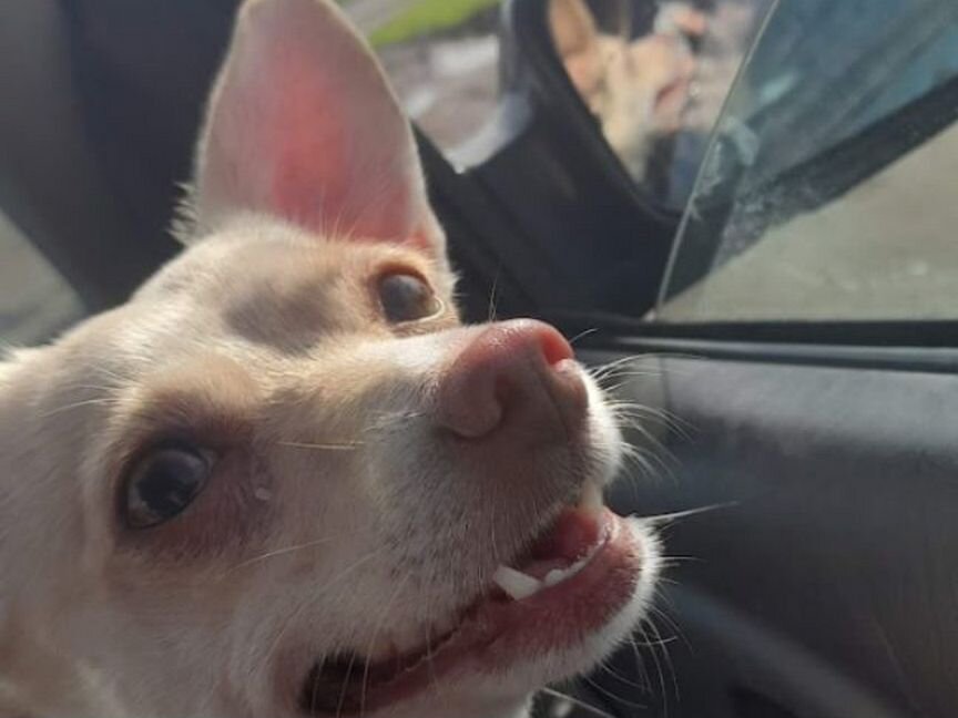 Отдам собаку в добрые руки