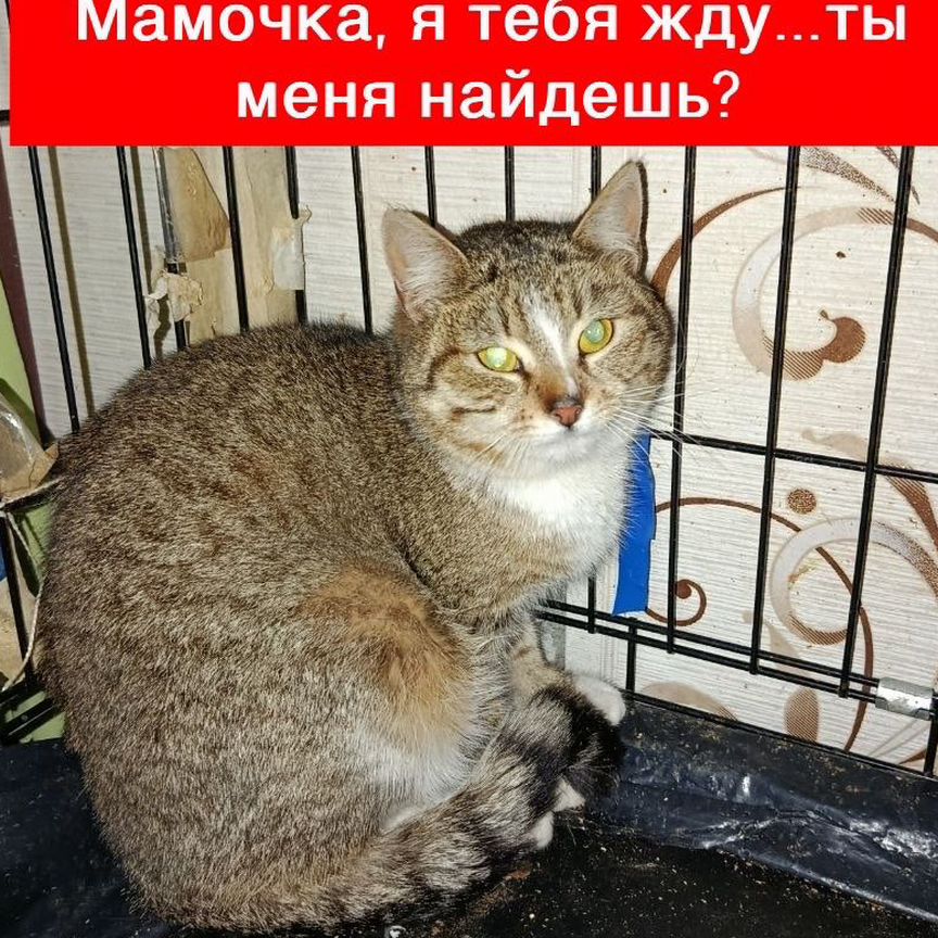 Котёнок в добрые руки
