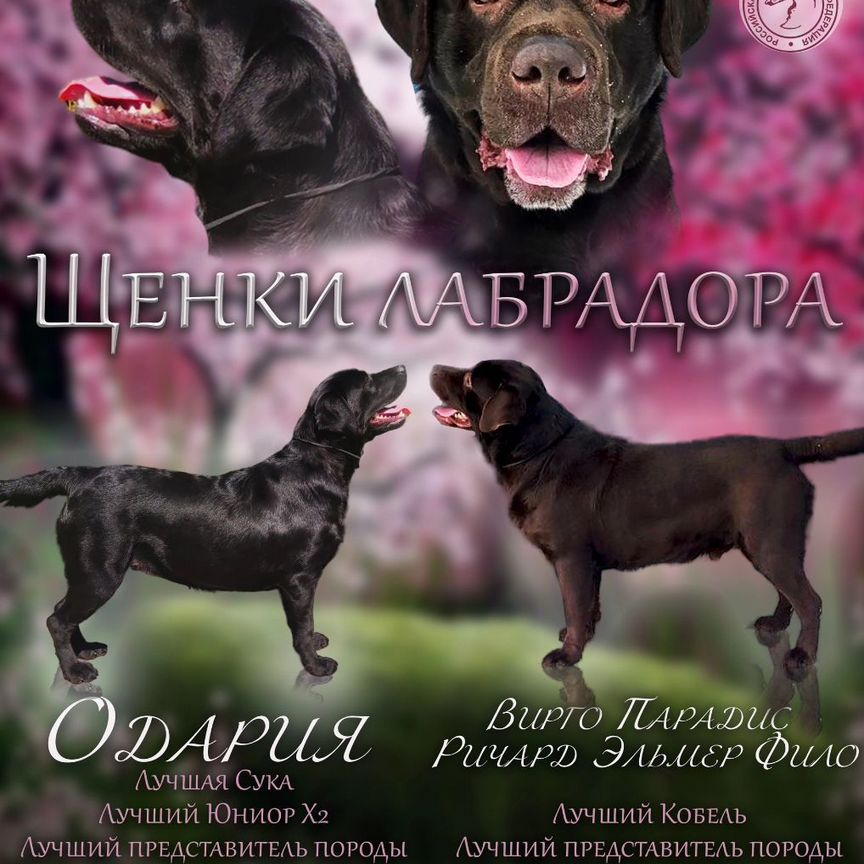 Щенки Лабрадора