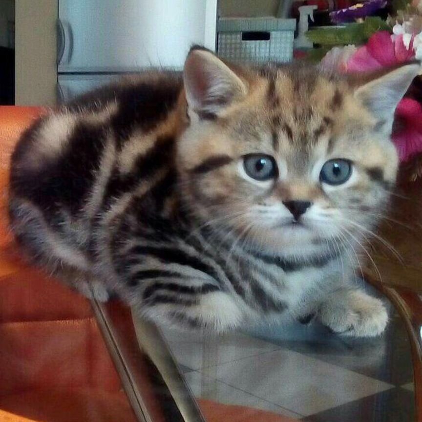 Британский котик мраморного окраса