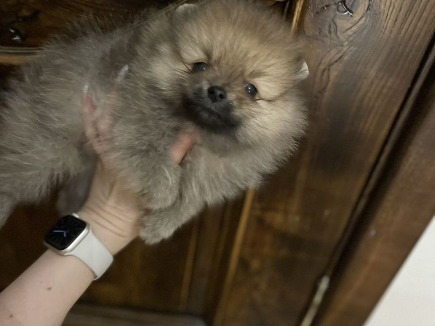 Оранж девочка померанка