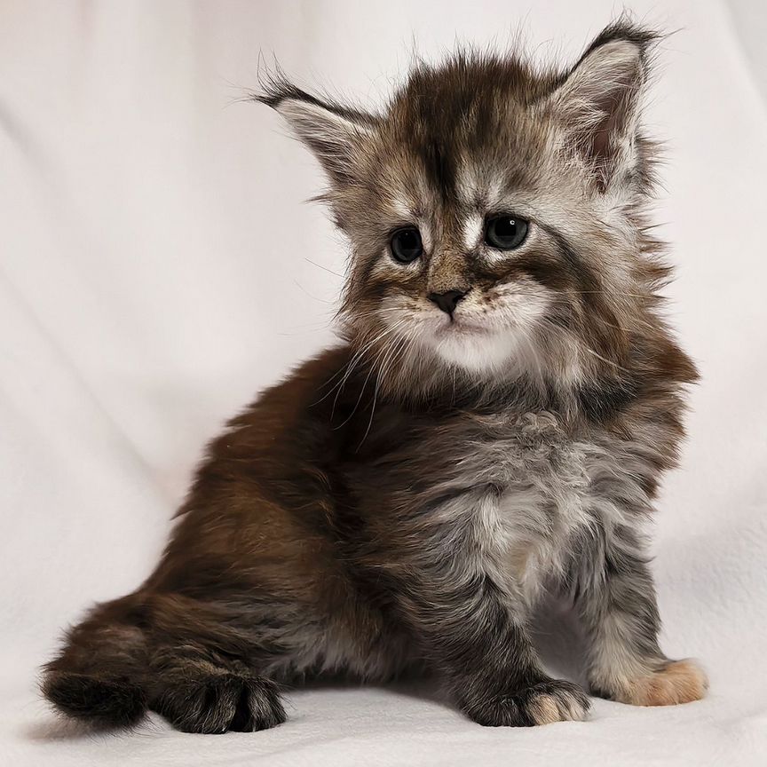 Мейн-кун котёнок